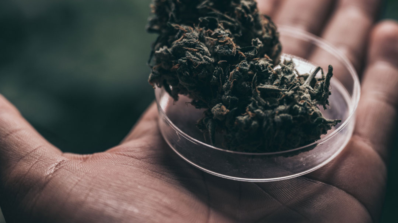 What is Cannabinol (CBN)? | BudDocs