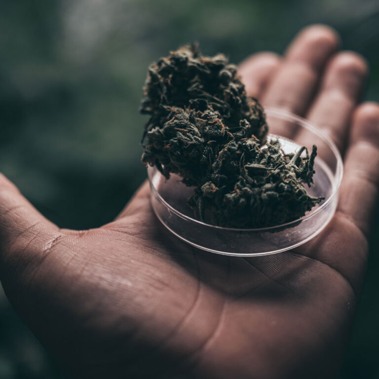 CBD Vs CBG Vs CBN Simply Explained BudDocs cbd-vs-cbg-vs-cbn-simply-explained-buddocs